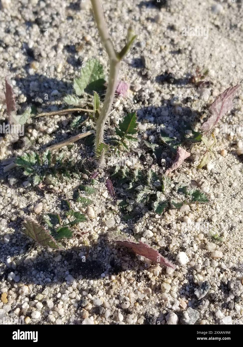 Saharan Mustard (Brassica tournefortii) Plantae Stock Photo - Alamy