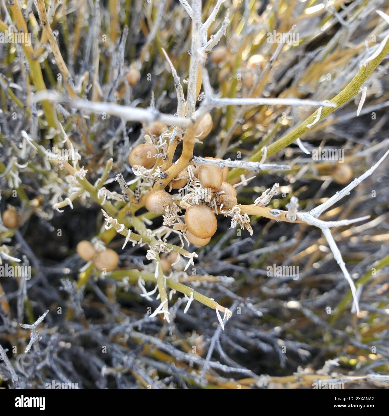 Spiny Menodora (Menodora spinescens) Plantae Stock Photo - Alamy