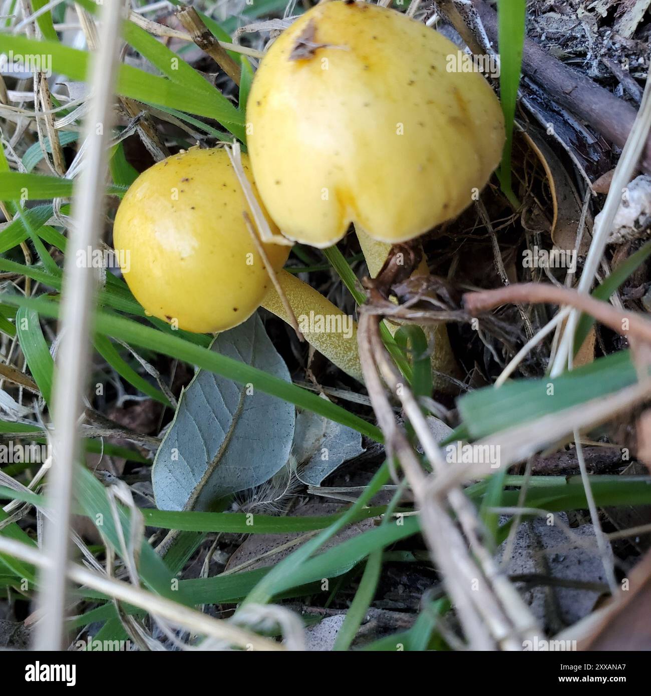 yellow fieldcap (Bolbitius titubans) Fungi Stock Photo - Alamy