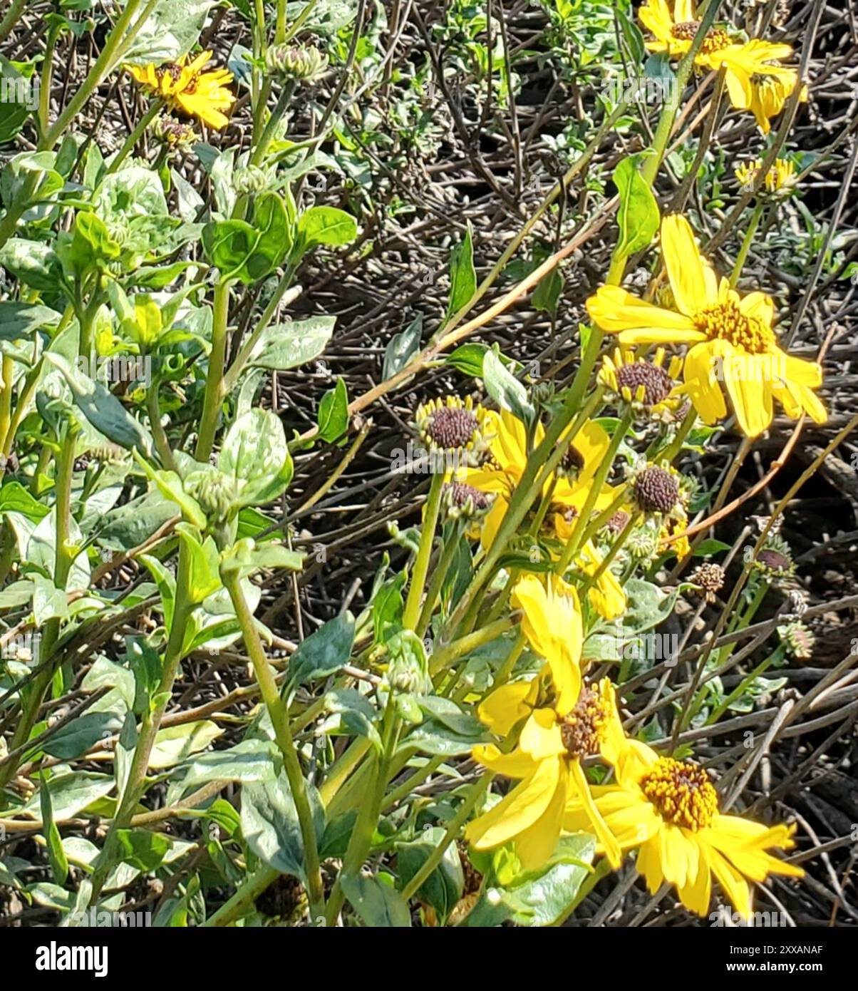 California brittlebush (Encelia californica) Plantae Stock Photo - Alamy