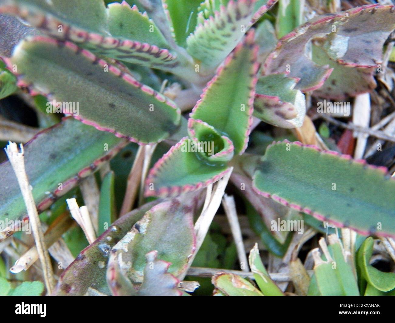 Alligator plant (Kalanchoe × houghtonii) Plantae Stock Photo - Alamy