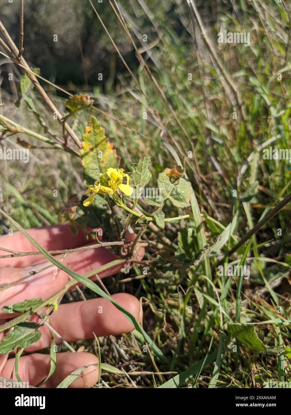 Shortpod Mustard (Hirschfeldia incana) Plantae Stock Photo - Alamy