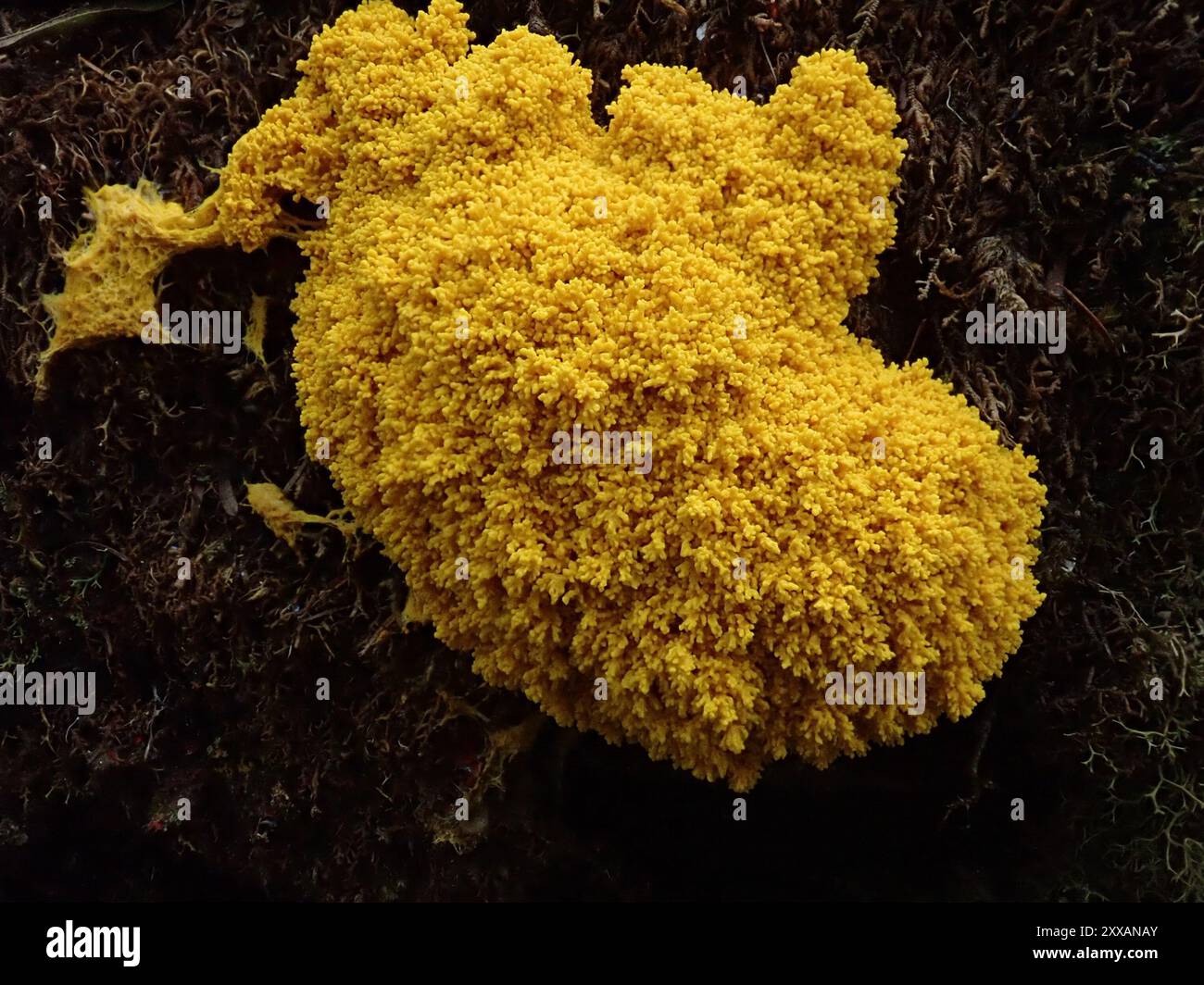 Dog Vomit Slime Mold (Fuligo septica) Protozoa Stock Photo - Alamy