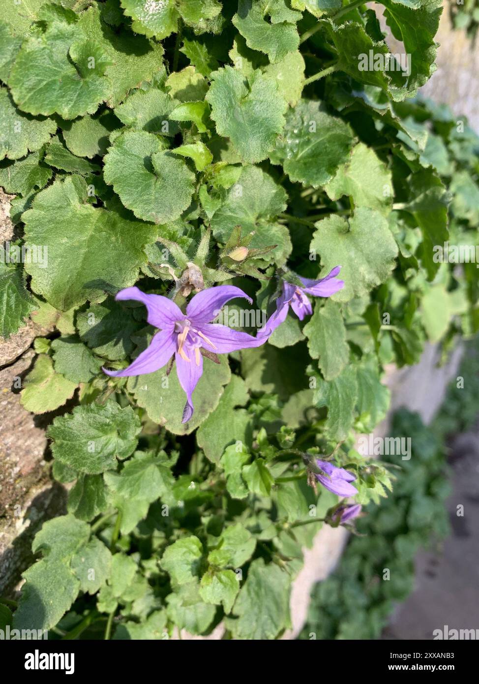 Trailing bellflower (Campanula poscharskyana) Plantae Stock Photo - Alamy