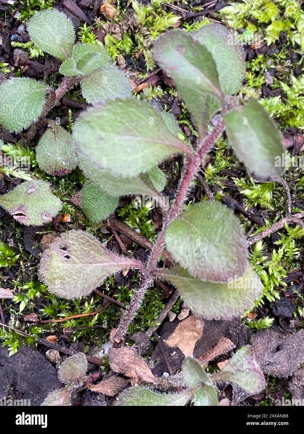 heath speedwell (Veronica officinalis) Plantae Stock Photo - Alamy