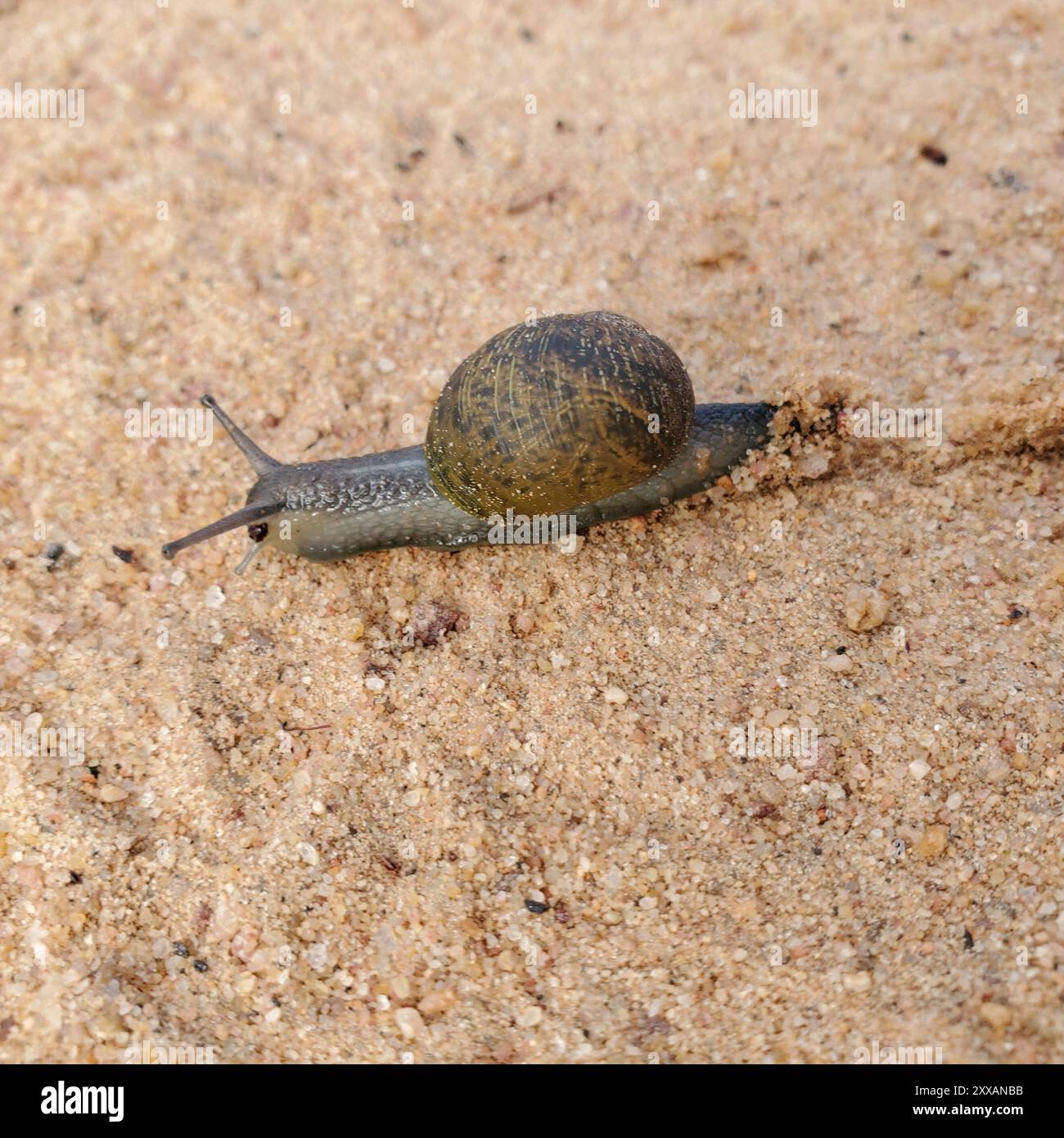 Green Garden Snail (Cantareus apertus) Mollusca Stock Photo - Alamy