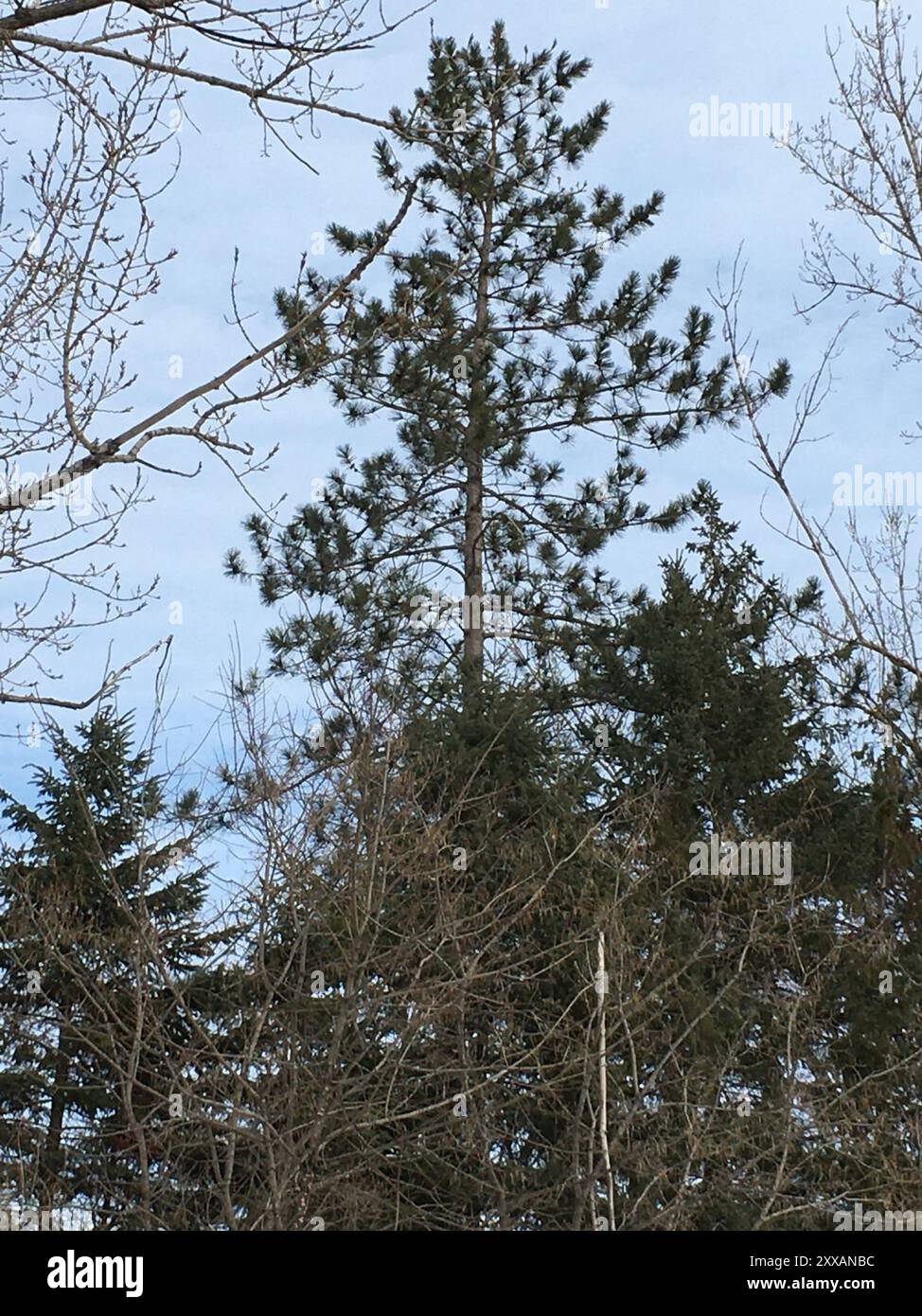 red pine (Pinus resinosa) Plantae Stock Photo - Alamy