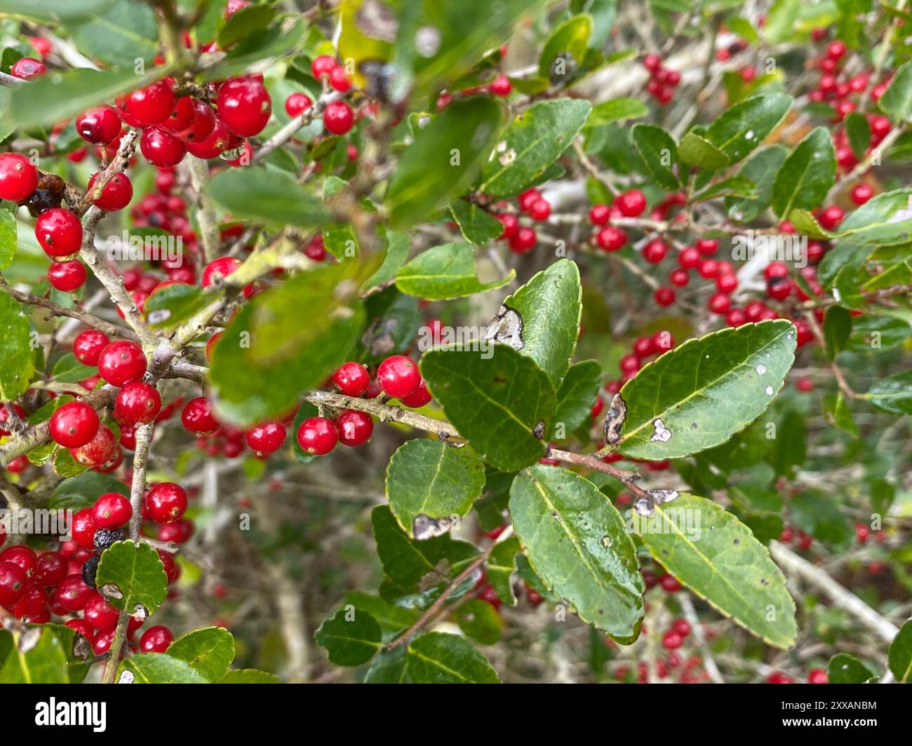 Yaupon Holly (Ilex vomitoria) Plantae Stock Photo - Alamy