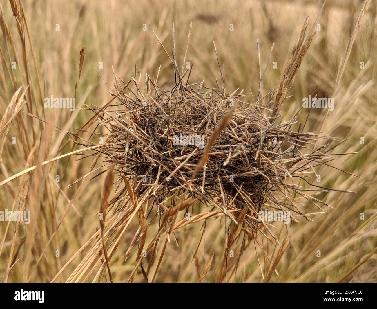 bluestems, lemon grasses, silvergrasses, and allies (Andropogoneae ...