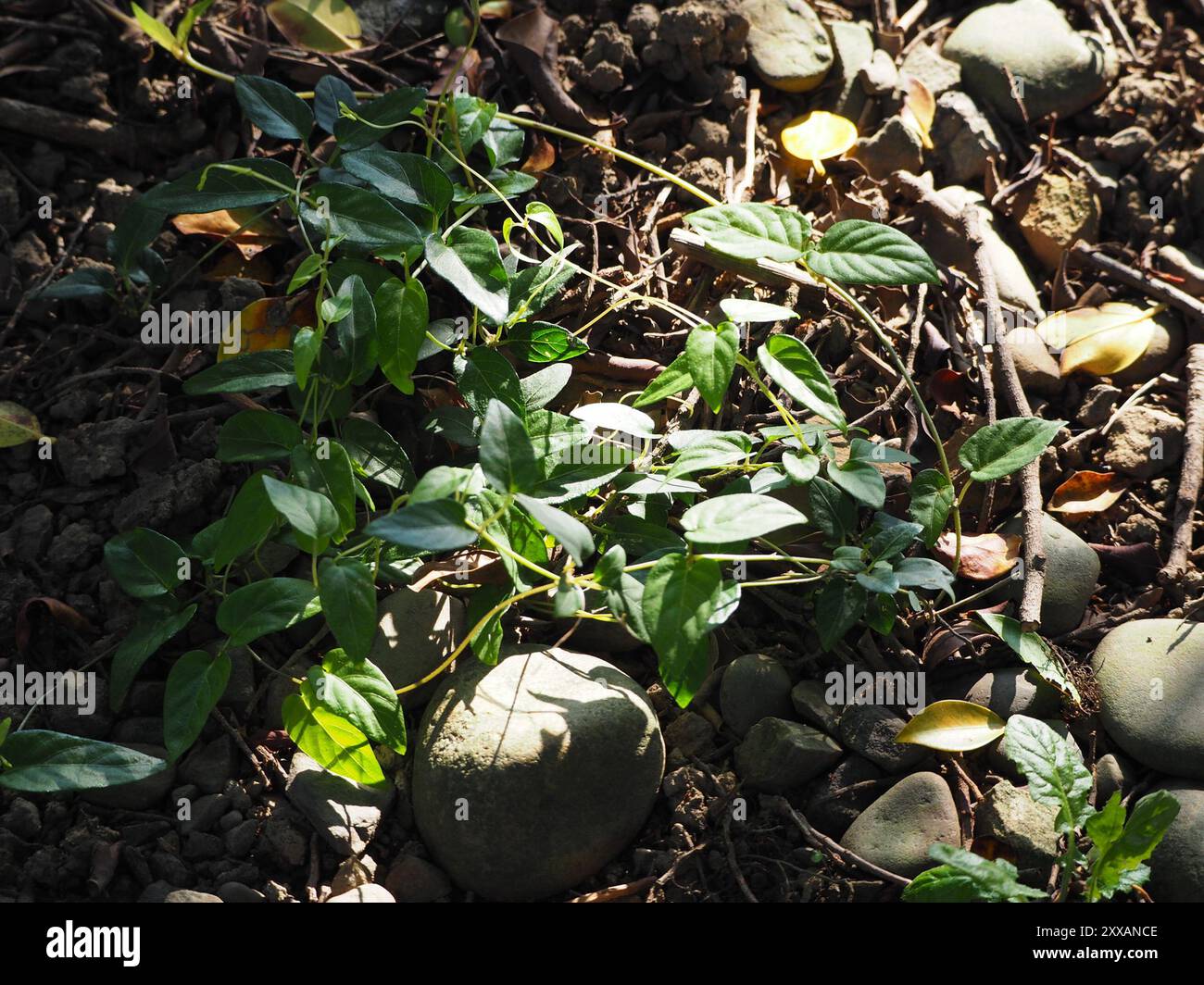 skunk vine (Paederia foetida) Plantae Stock Photo - Alamy