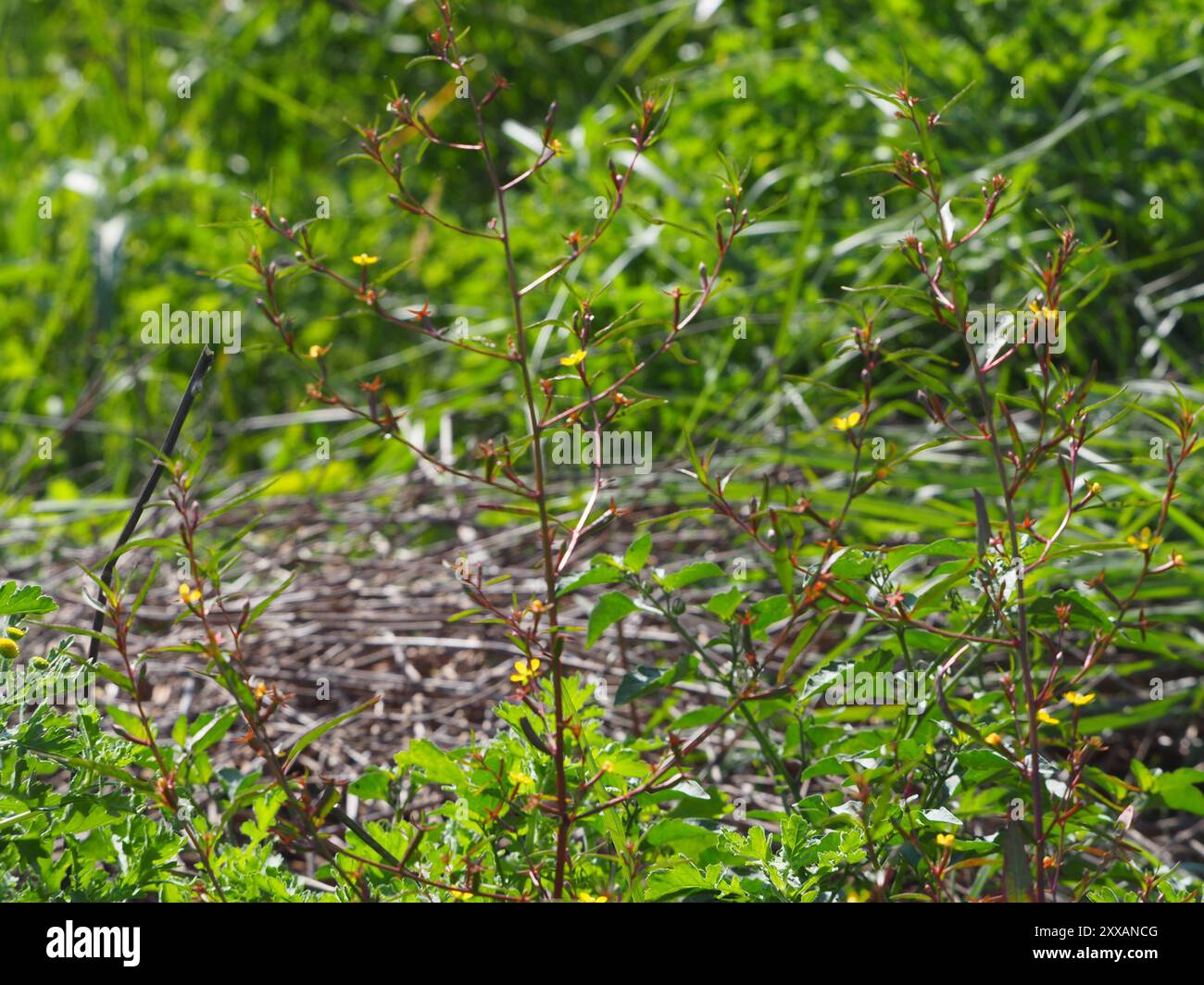 Seedbox (Ludwigia hyssopifolia) Plantae Stock Photo - Alamy