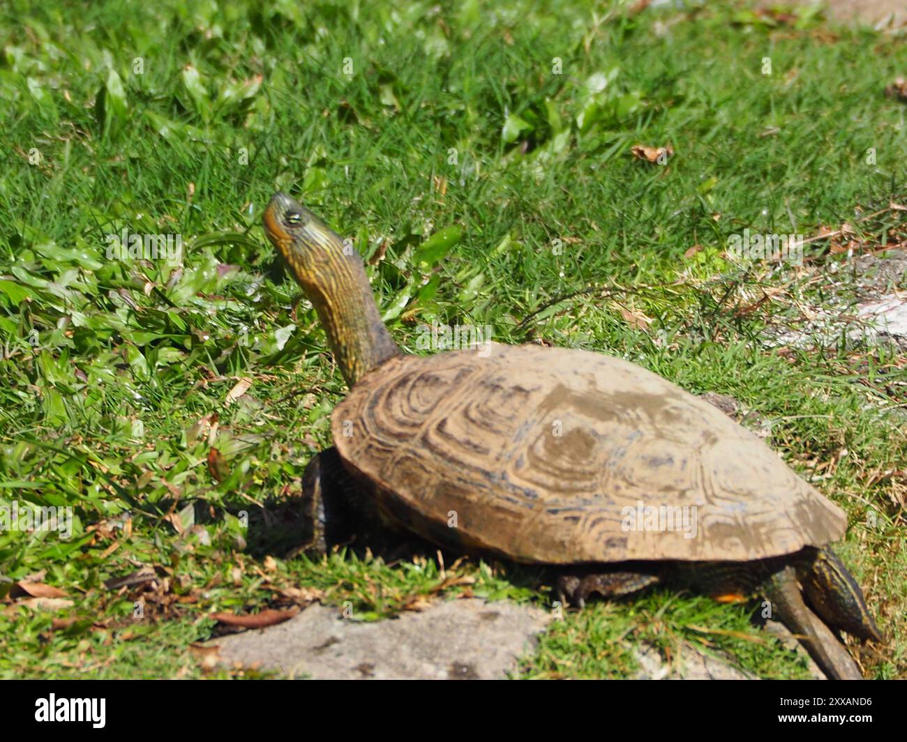 Common thread turtle (Mauremys sinensis) Reptilia Stock Photo - Alamy