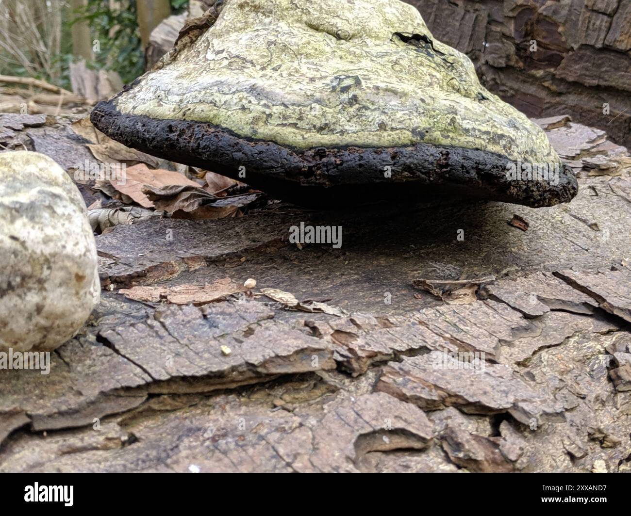 Hoof Fungus (Fomes fomentarius) Fungi Stock Photo - Alamy