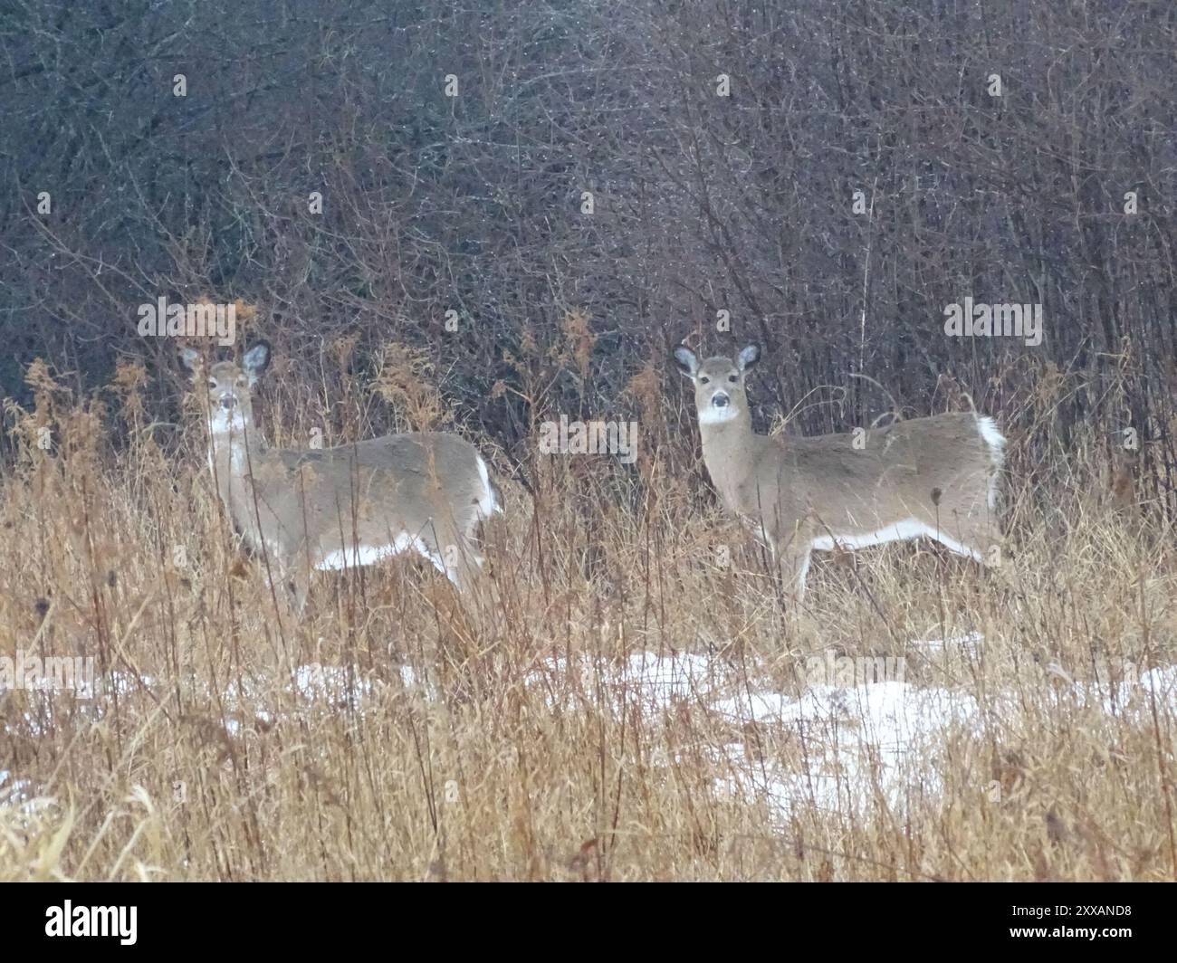 White-tailed Deer (Odocoileus virginianus) Mammalia Stock Photo - Alamy