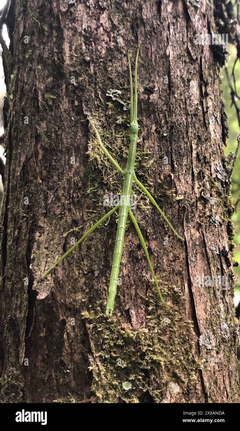 Smooth Stick Insect (Clitarchus hookeri) Insecta Stock Photo - Alamy