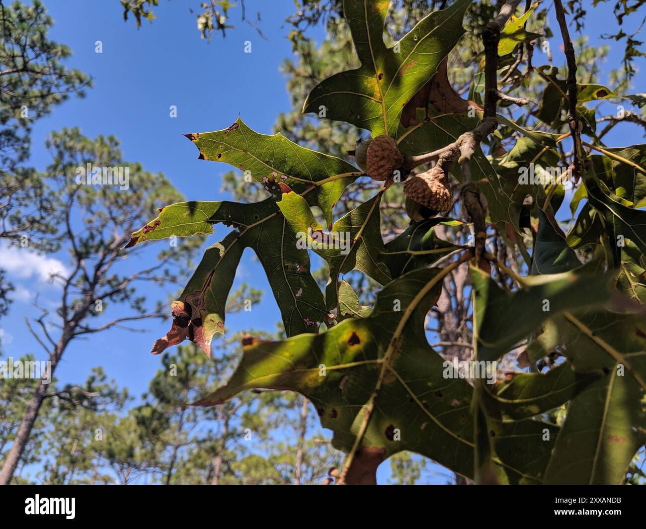 American turkey oak (Quercus laevis) Plantae Stock Photo - Alamy