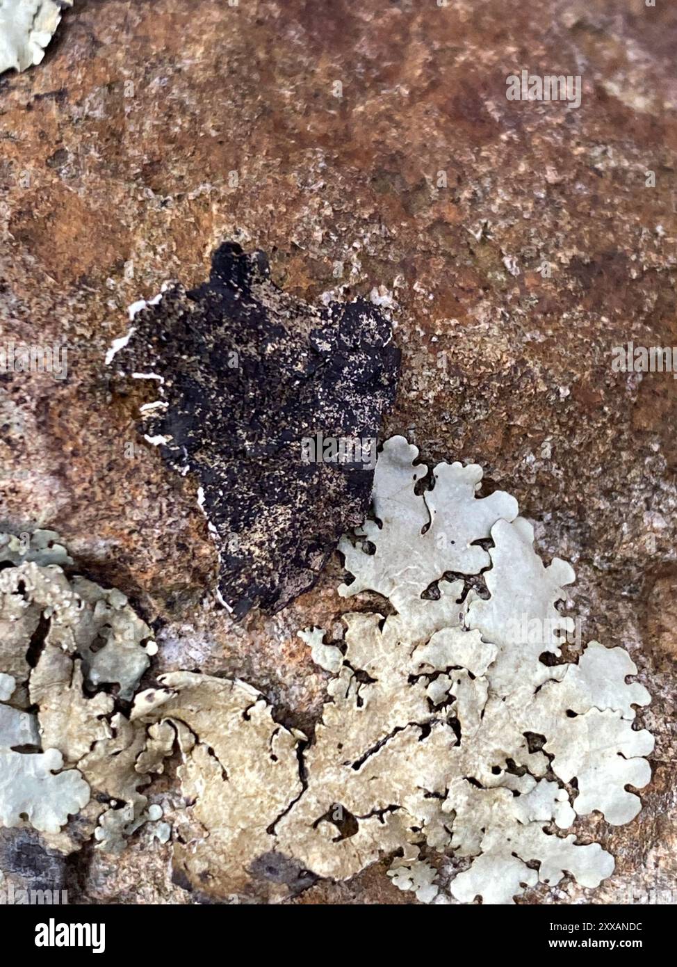 rock greenshield lichen (Flavoparmelia baltimorensis) Fungi Stock Photo ...