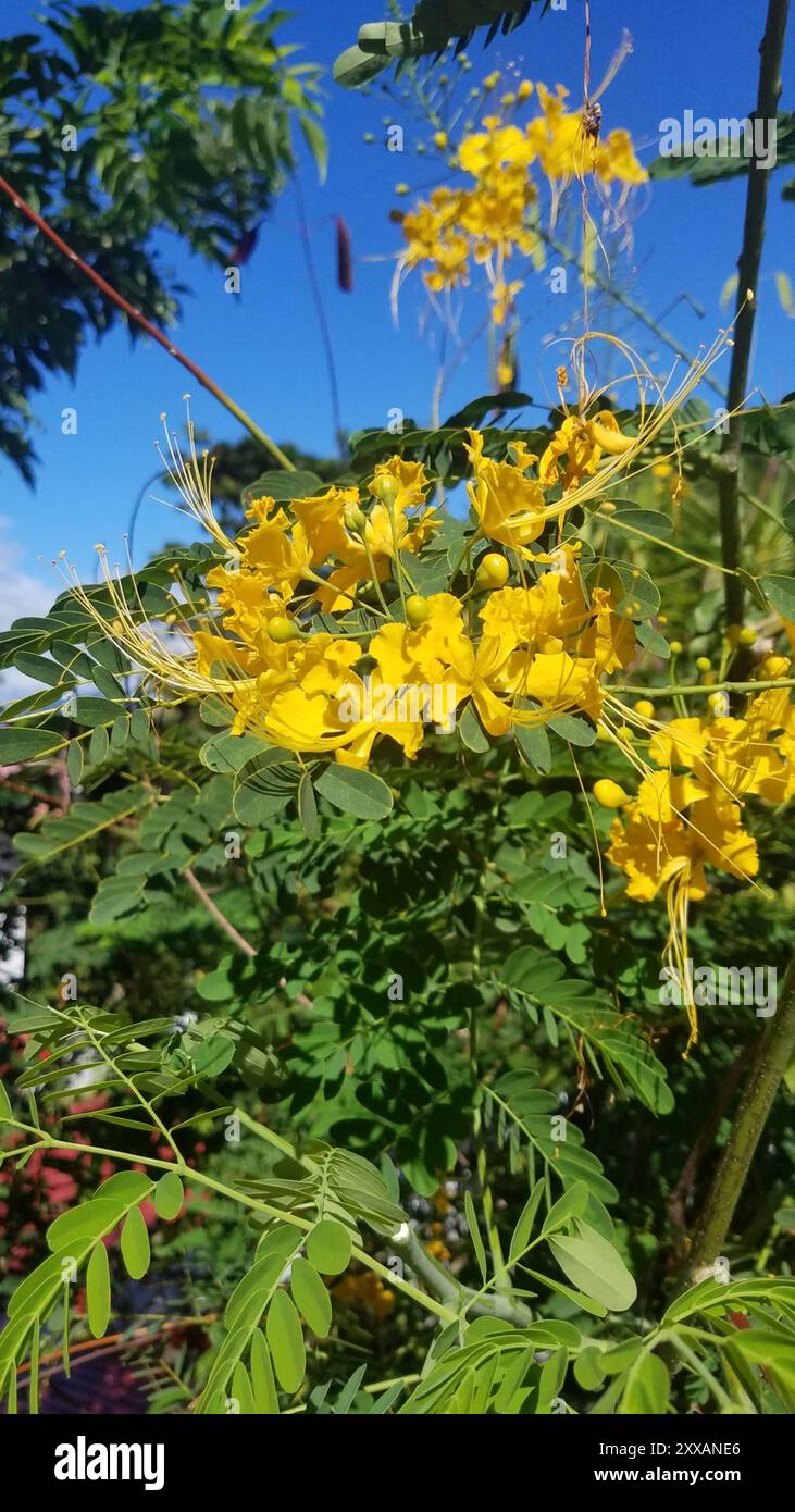 Yellow peacock flower (Caesalpinia pulcherrima flava) Plantae Stock ...