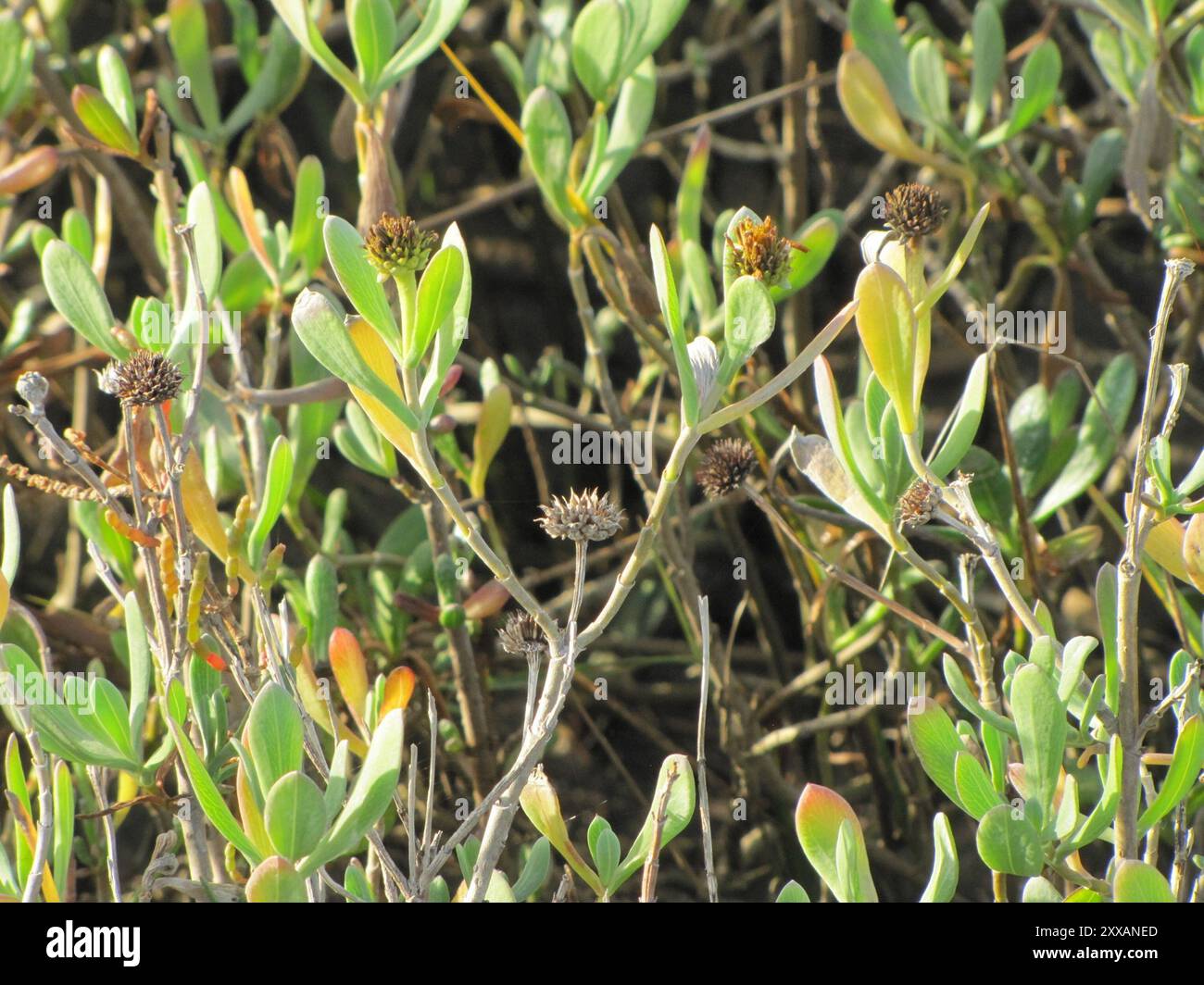 sea ox-eye (Borrichia frutescens) Plantae Stock Photo - Alamy