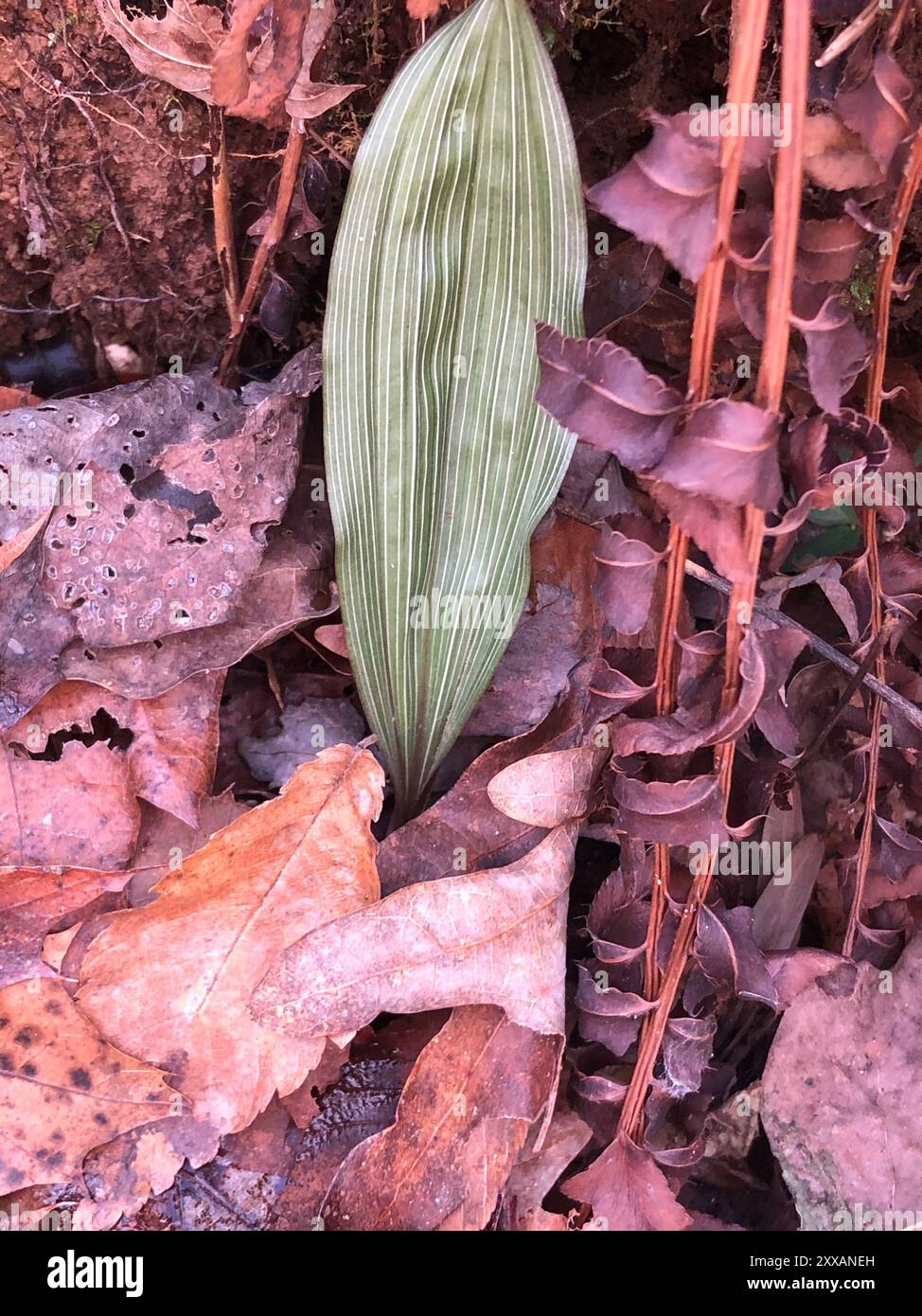putty root (Aplectrum hyemale) Plantae Stock Photo - Alamy