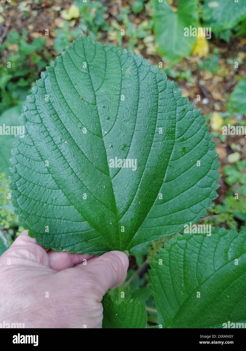 West Indian woodnettle (Laportea aestuans) Plantae Stock Photo - Alamy