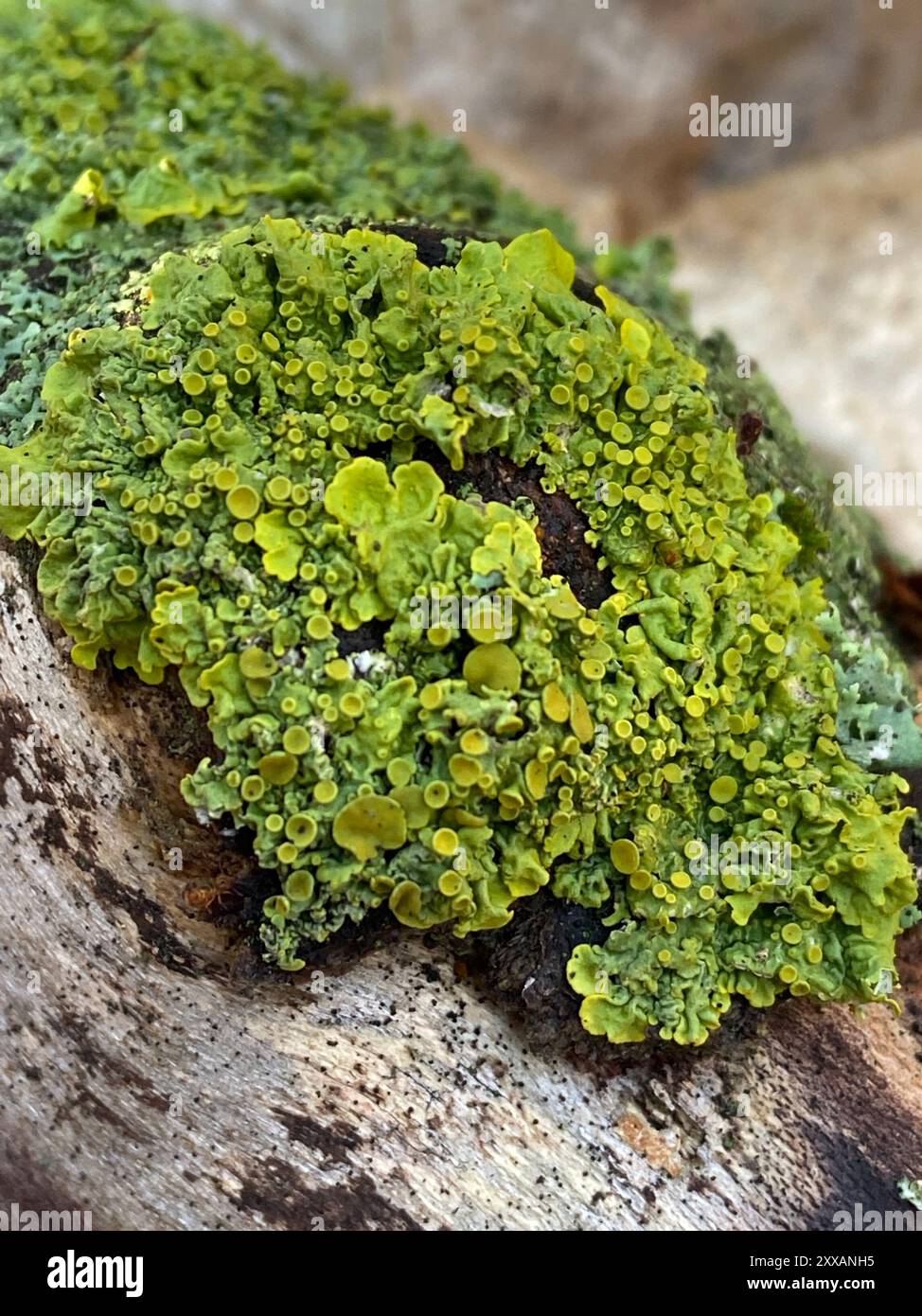 Common Sunburst Lichen (Xanthoria parietina) Fungi Stock Photo - Alamy