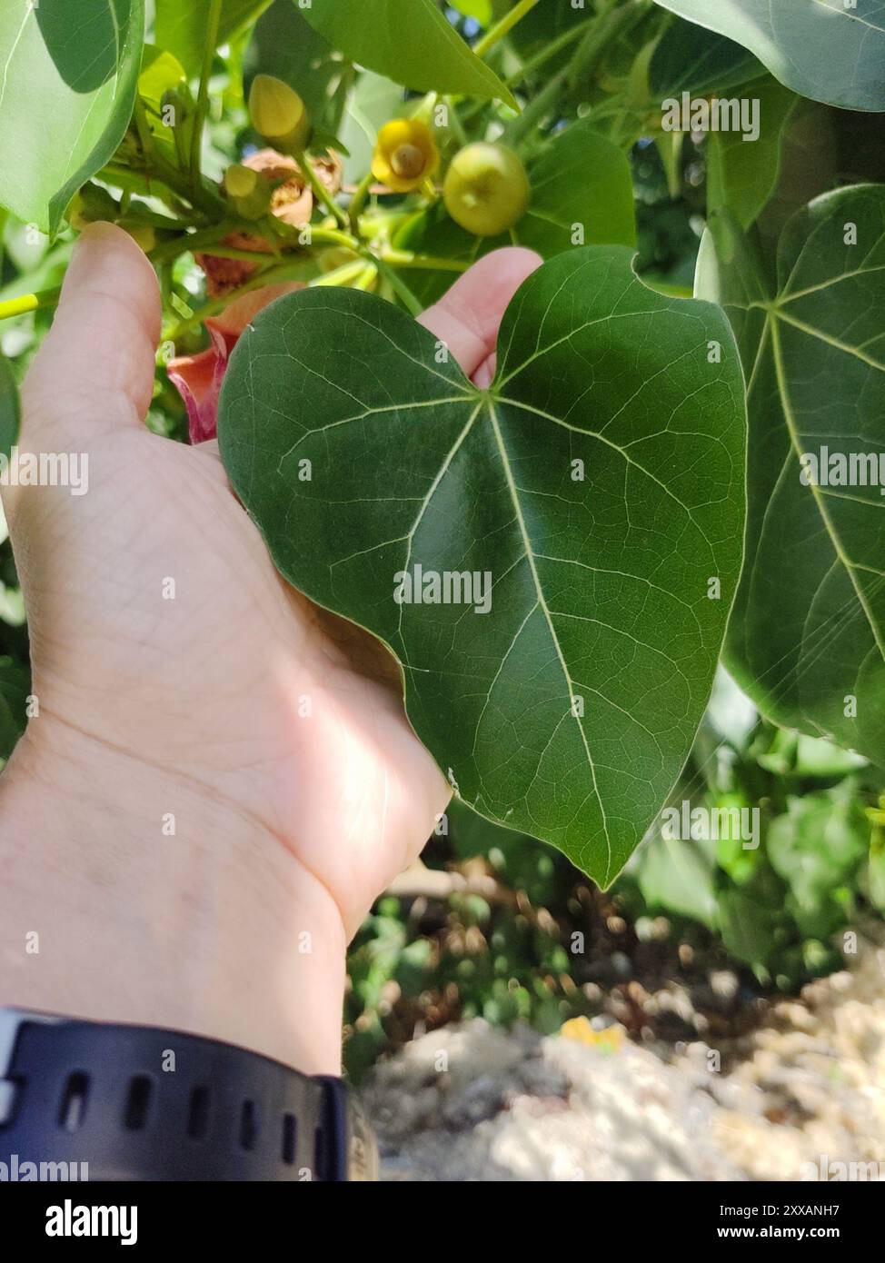 Portia tree (Thespesia populnea) Plantae Stock Photo - Alamy