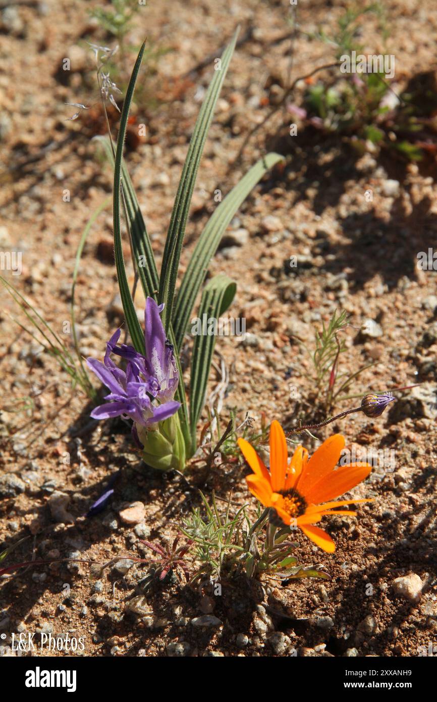 Baboon Root (Babiana) Plantae Stock Photo - Alamy