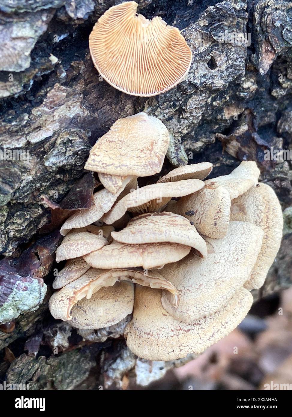 Luminescent Panellus (Panellus stipticus) Fungi Stock Photo - Alamy