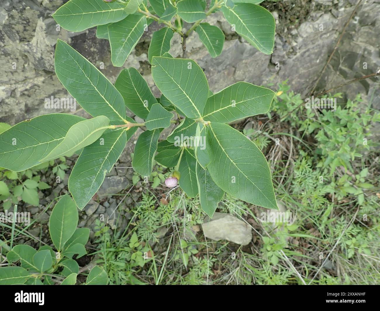 Pompom Tree (Dais cotinifolia) Plantae Stock Photo - Alamy