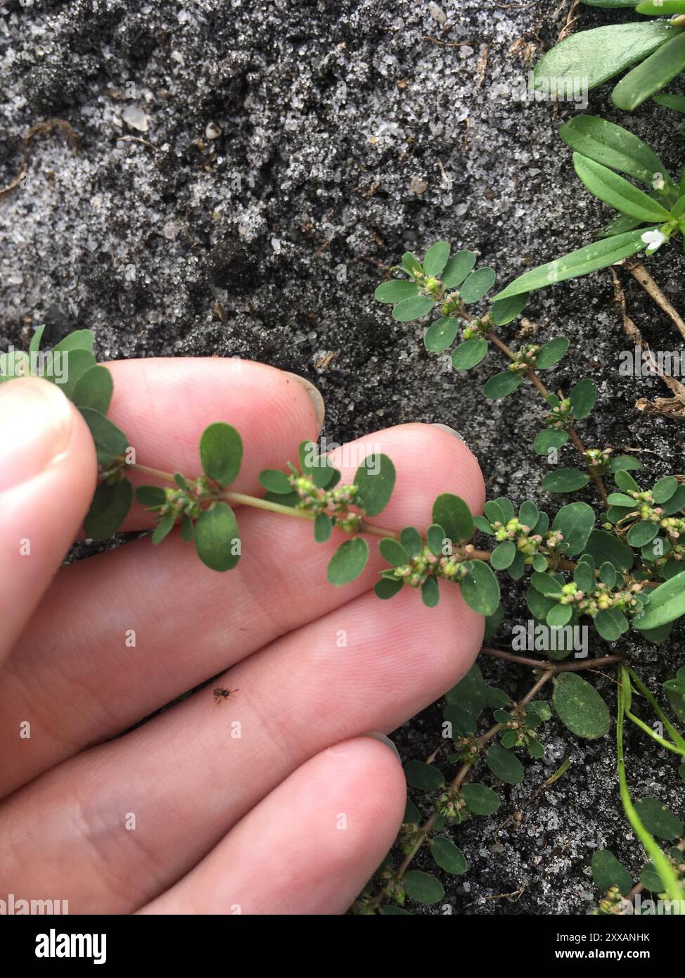 prostrate sandmat (Euphorbia prostrata) Plantae Stock Photo - Alamy