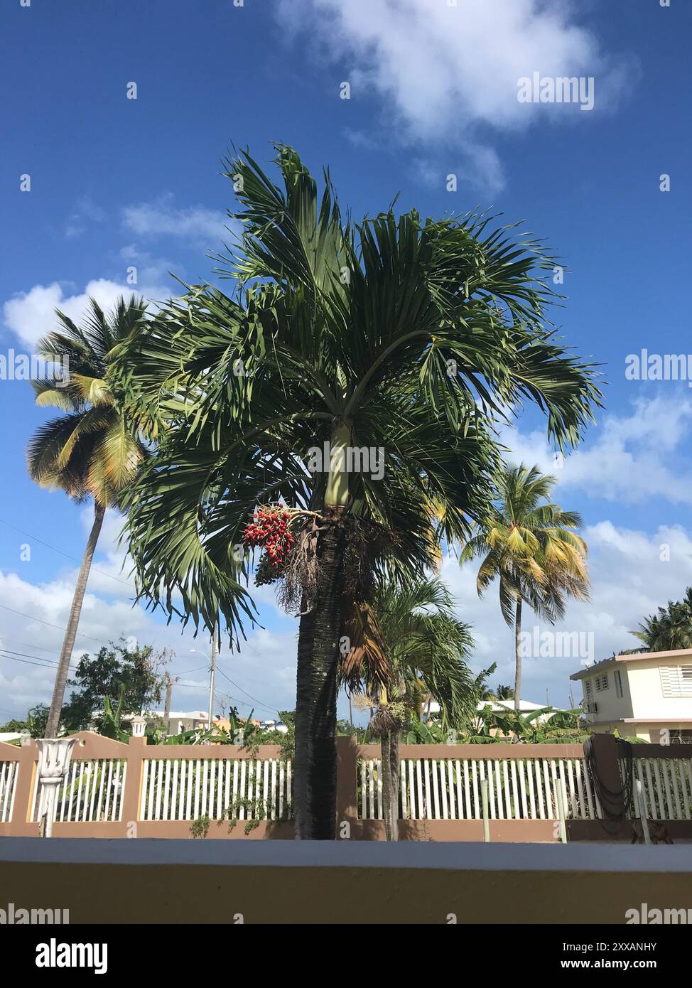 Manila Palm (Adonidia merrillii) Plantae Stock Photo - Alamy