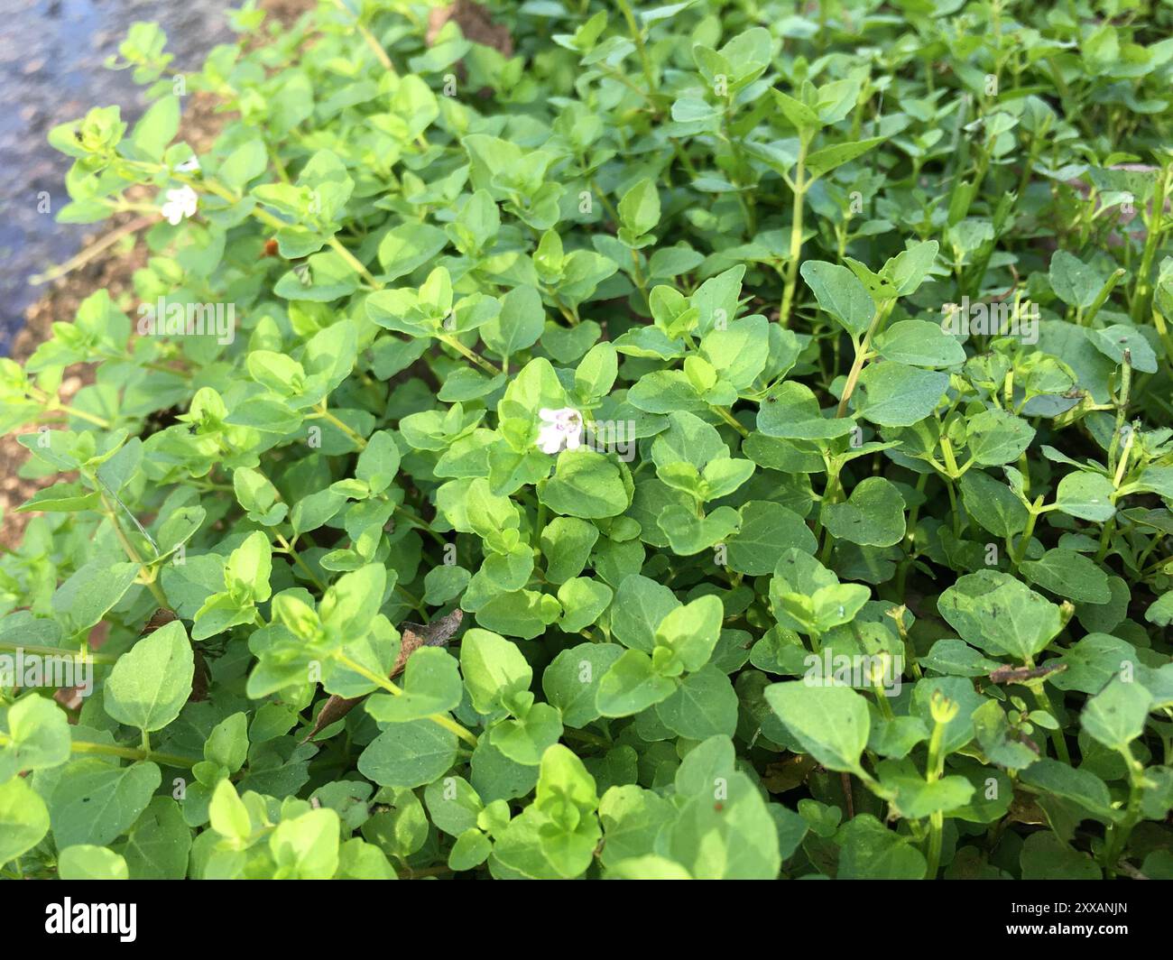 Browne's Savory (Clinopodium brownei) Plantae Stock Photo - Alamy
