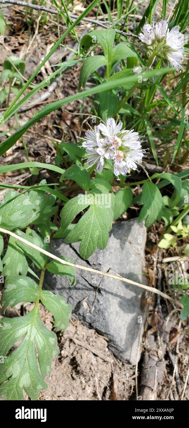 western waterleaf (Hydrophyllum occidentale) Plantae Stock Photo - Alamy