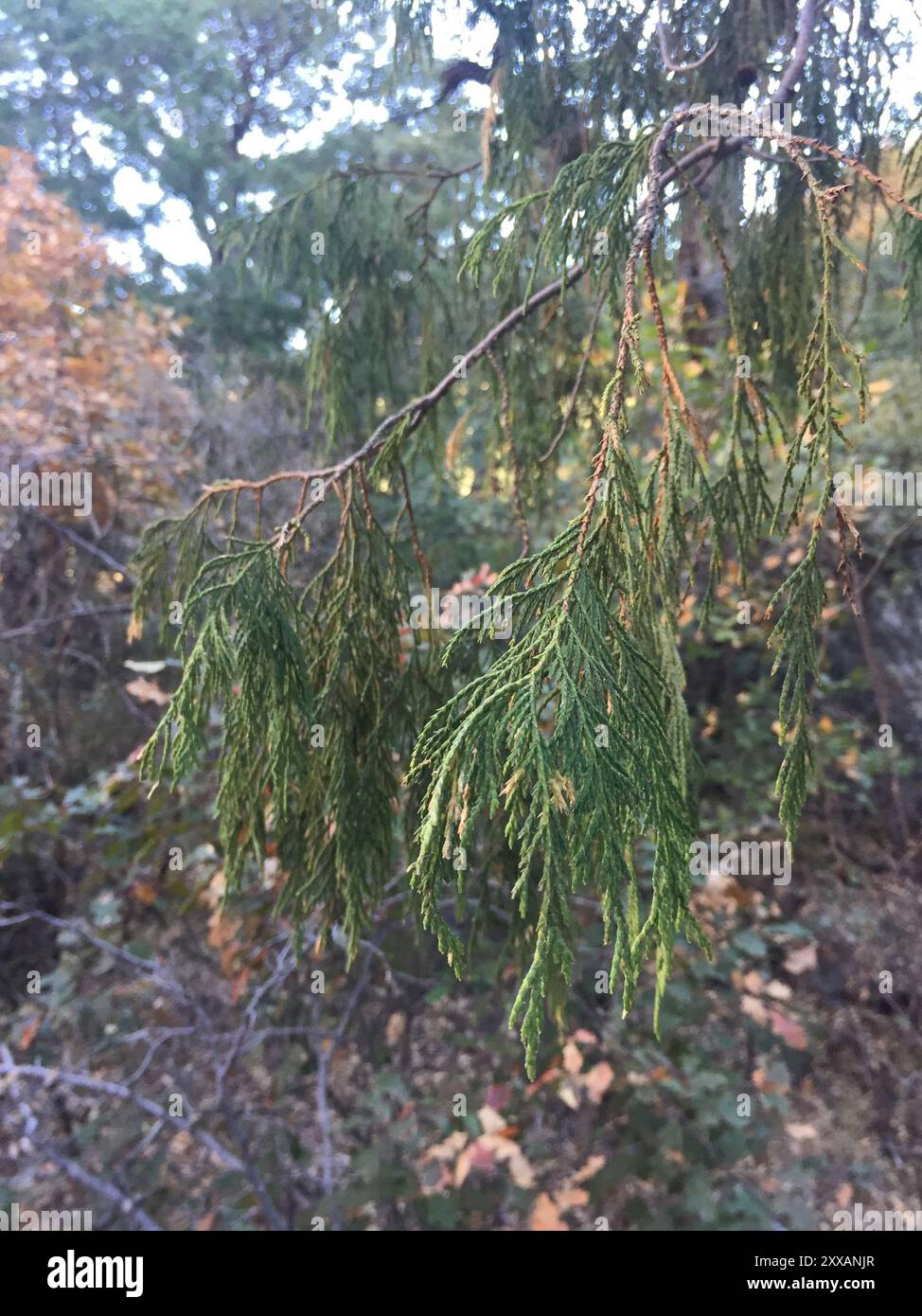 Weeping Juniper (Juniperus flaccida) Plantae Stock Photo - Alamy