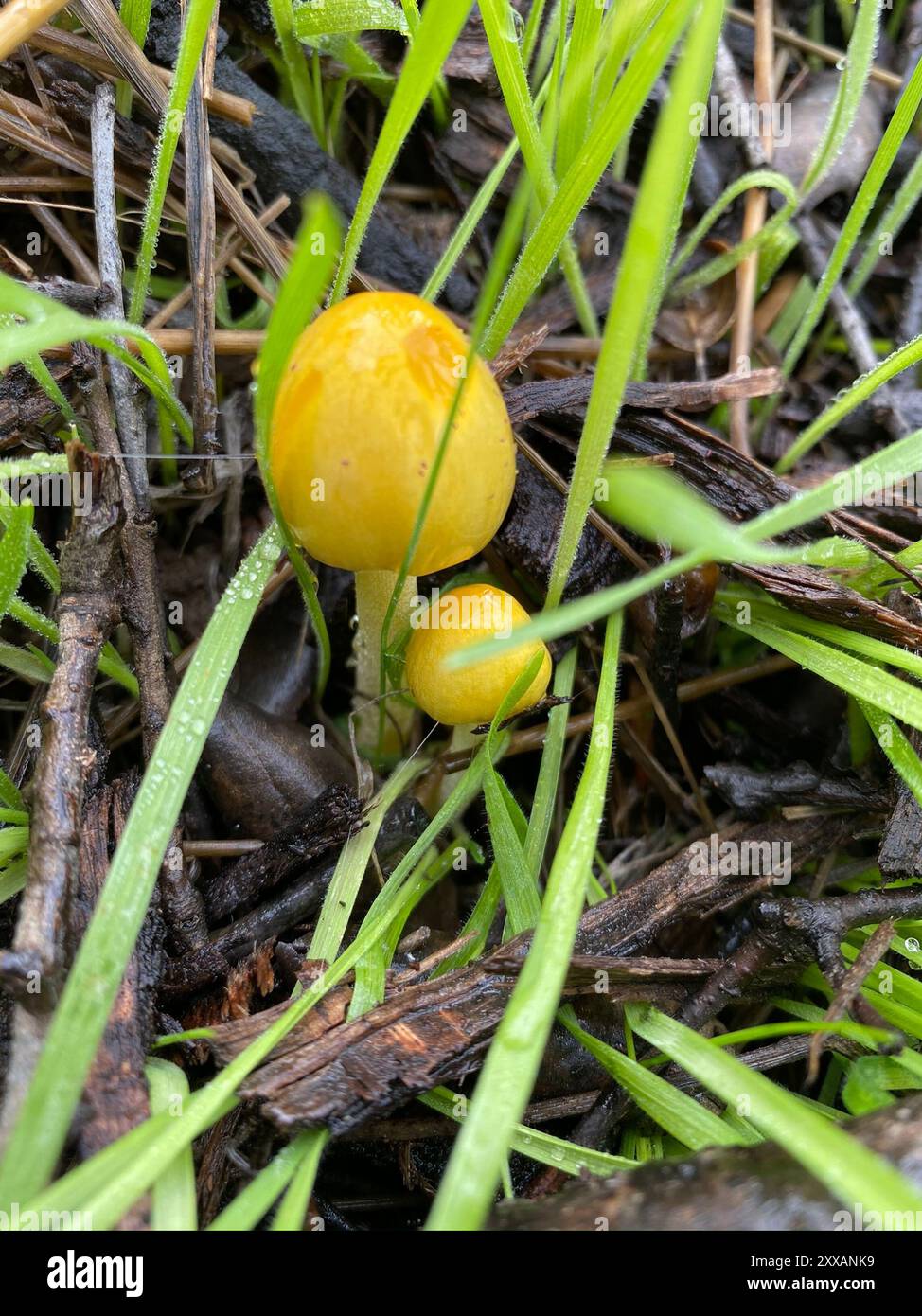 yellow fieldcap (Bolbitius titubans) Fungi Stock Photo - Alamy
