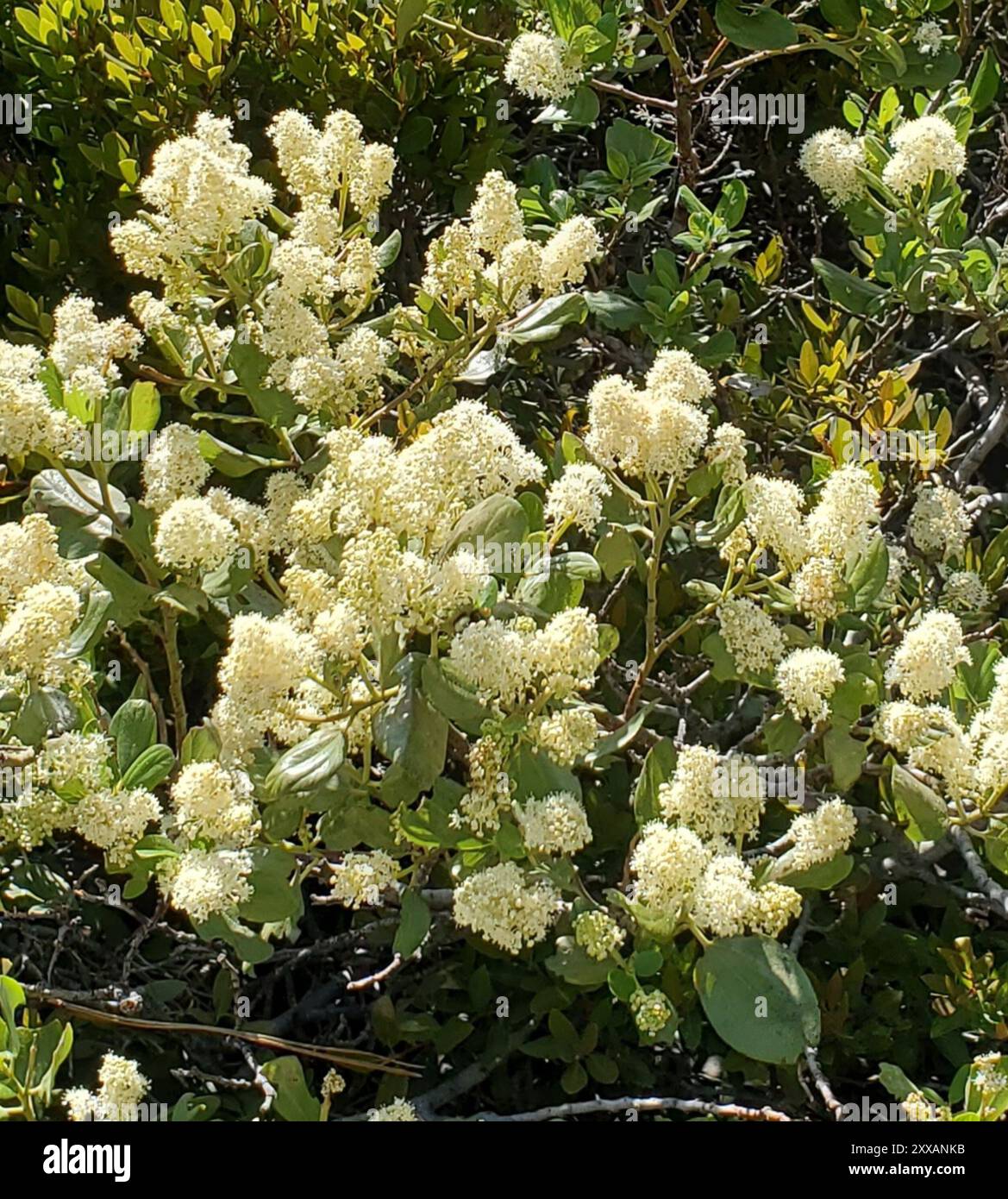 Snowbrush Ceanothus (Ceanothus velutinus) Plantae Stock Photo - Alamy