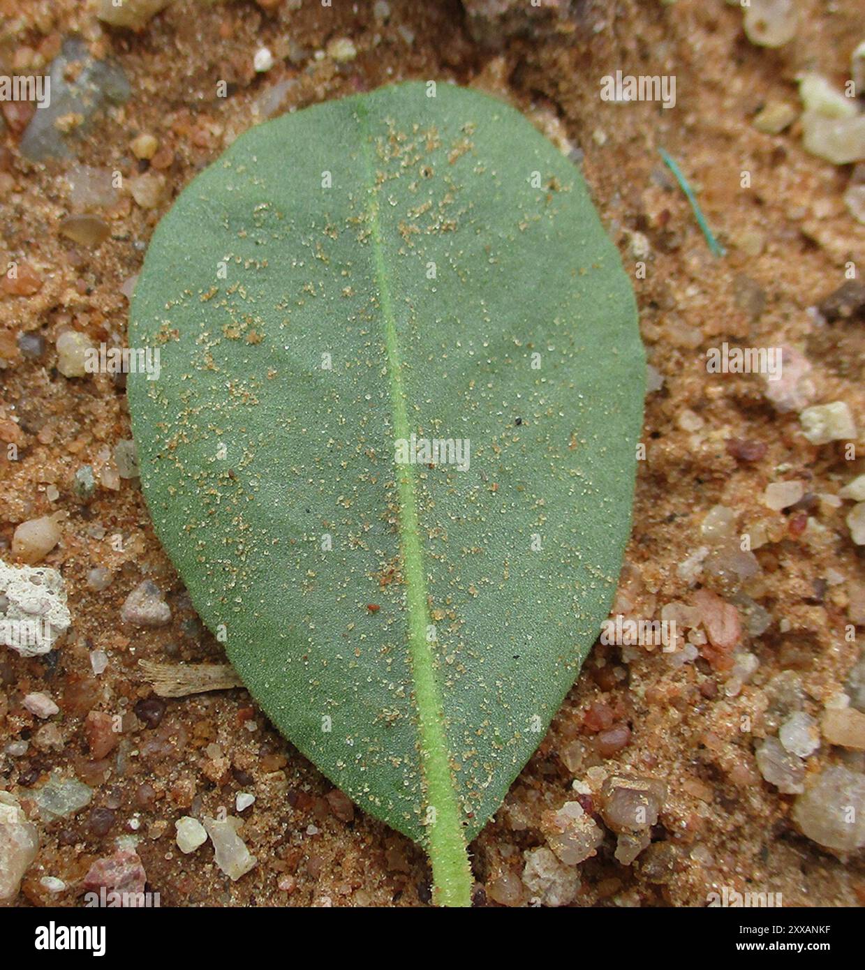 (Limeum viscosum transvaalense) Plantae Stock Photo - Alamy