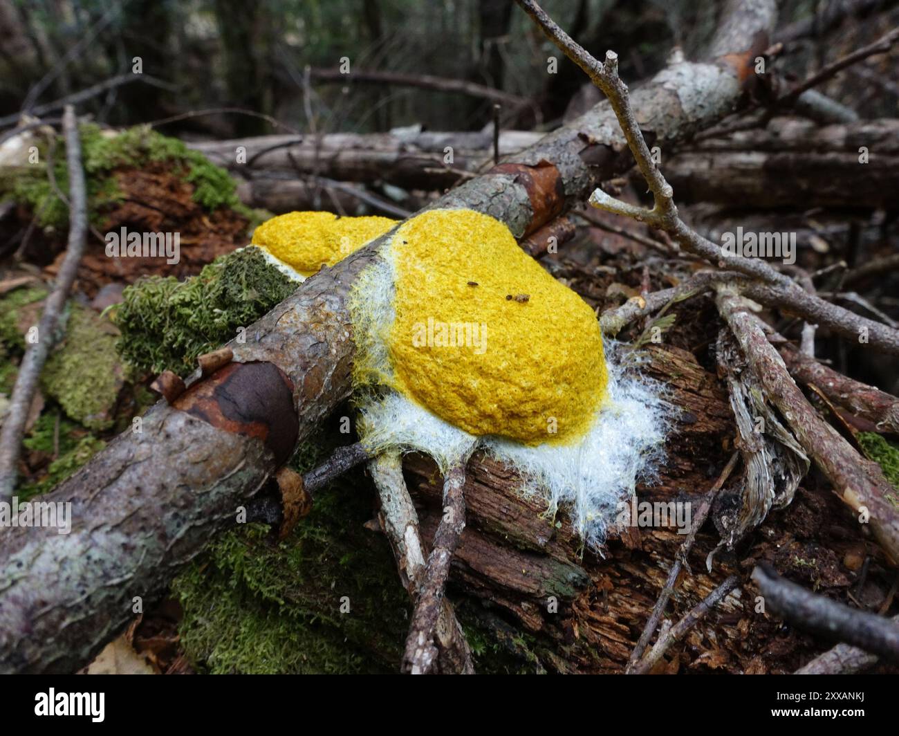Dog Vomit Slime Mold (Fuligo septica) Protozoa Stock Photo - Alamy