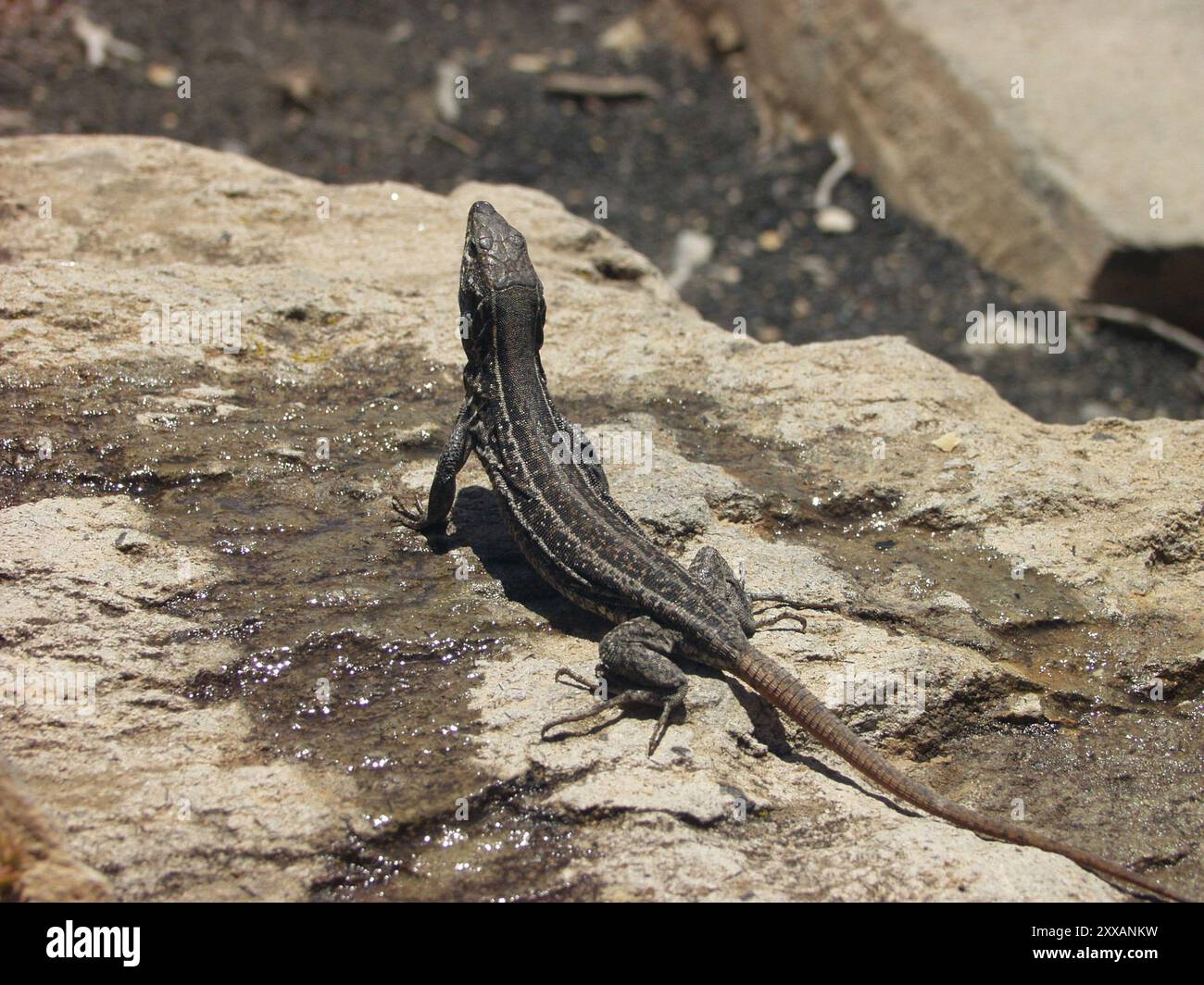 (Gallotia galloti palmae) Reptilia Stock Photo - Alamy