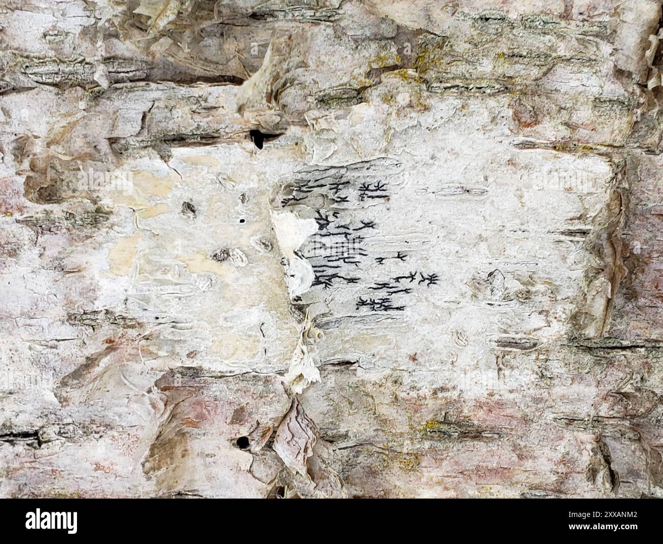 Common Script Lichen (Graphis scripta) Fungi Stock Photo - Alamy