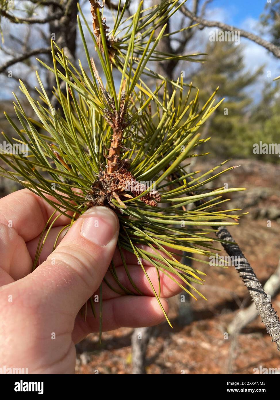 pitch pine (Pinus rigida) Plantae Stock Photo - Alamy