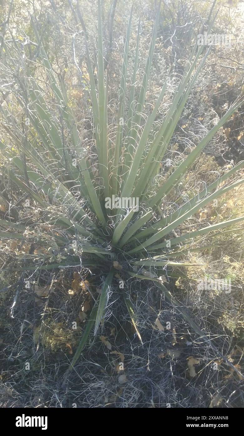 Banana Yucca (Yucca baccata) Plantae Stock Photo - Alamy