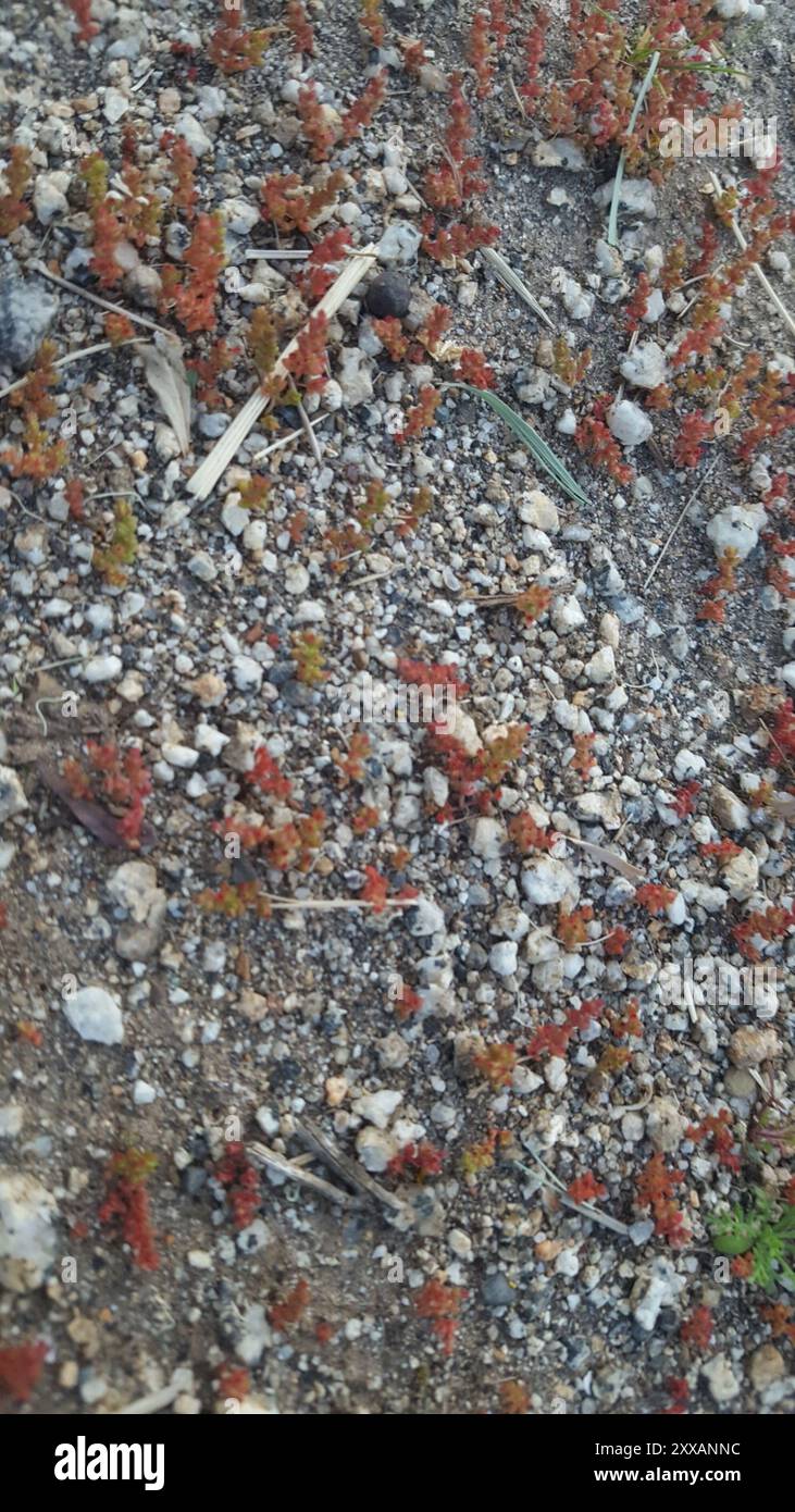 sand pygmyweed (Crassula connata) Plantae Stock Photo - Alamy