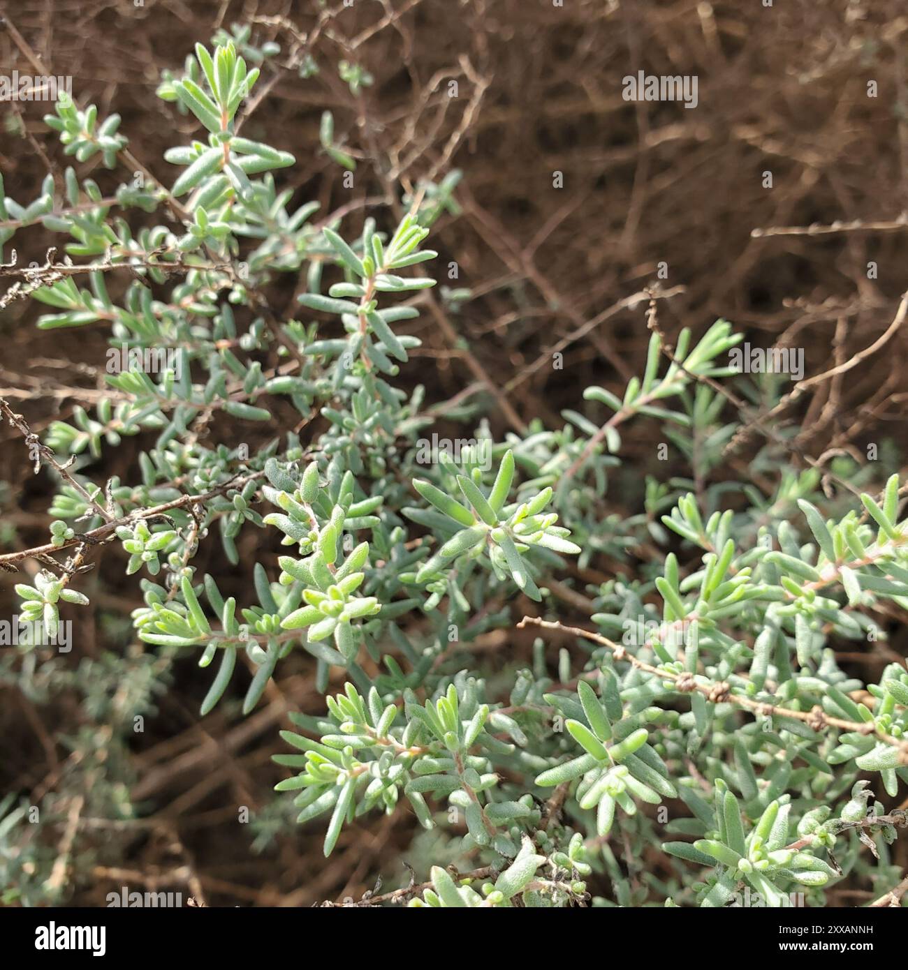 Mojave Seablite (Suaeda nigra) Plantae Stock Photo - Alamy