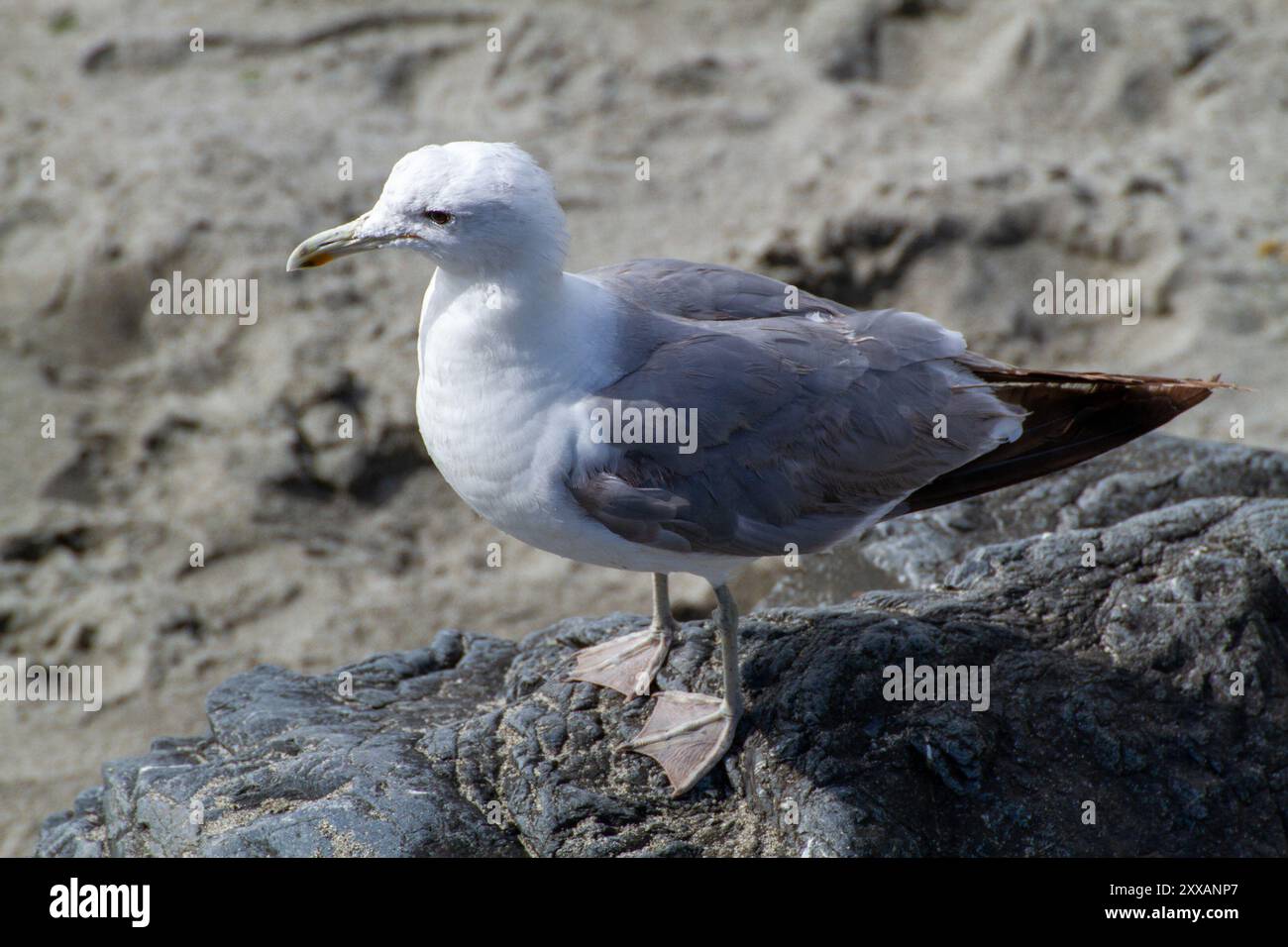 California Gull (Larus californicus) Aves Stock Photo - Alamy