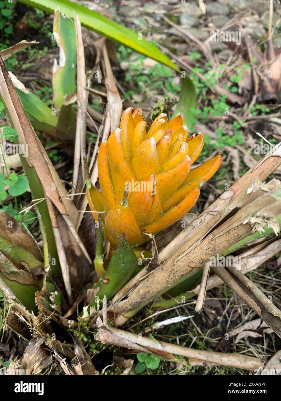 bromeliads (Bromeliaceae) Plantae Stock Photo - Alamy