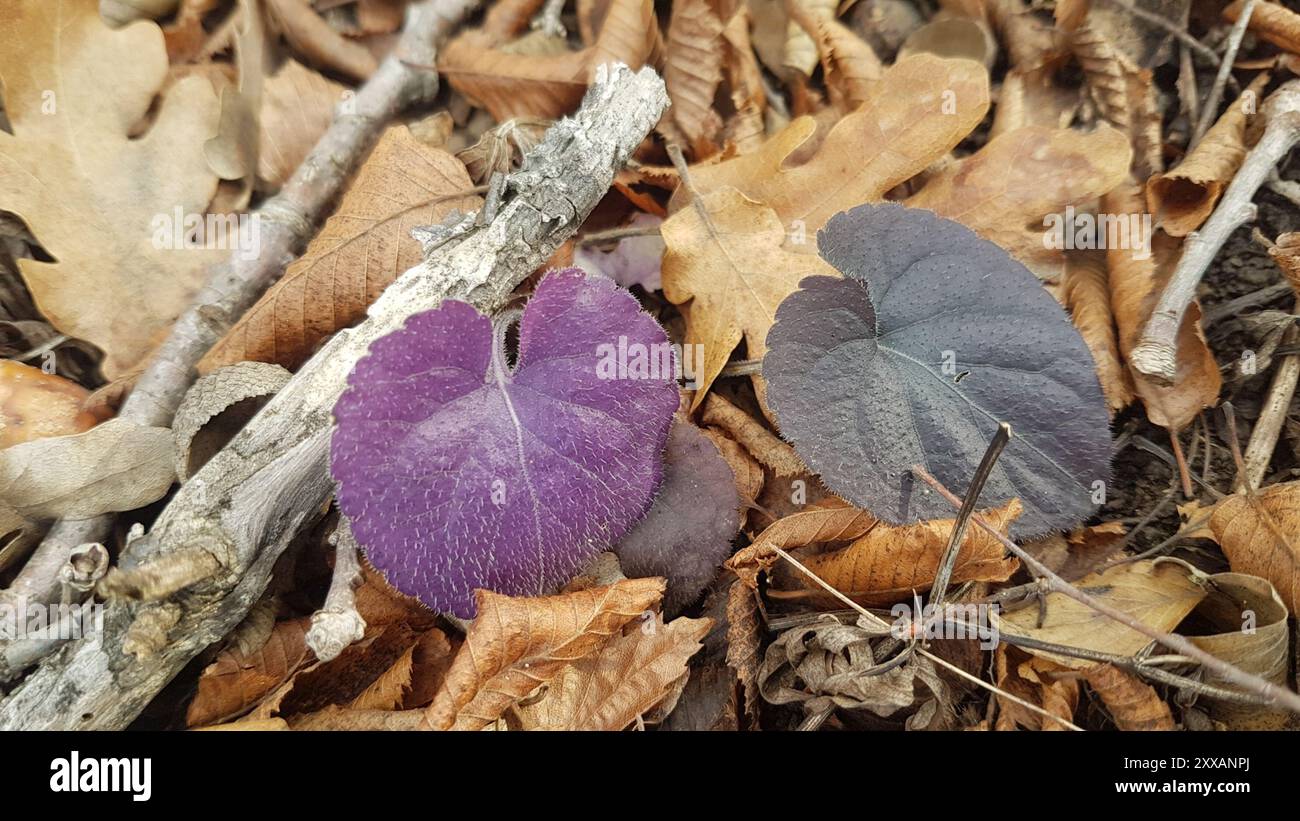 violets (Viola) Plantae Stock Photo - Alamy