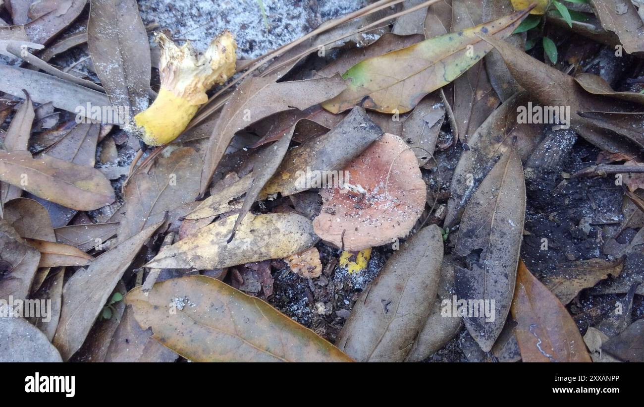 Basidiomycete Fungi (Basidiomycota) Fungi Stock Photo - Alamy