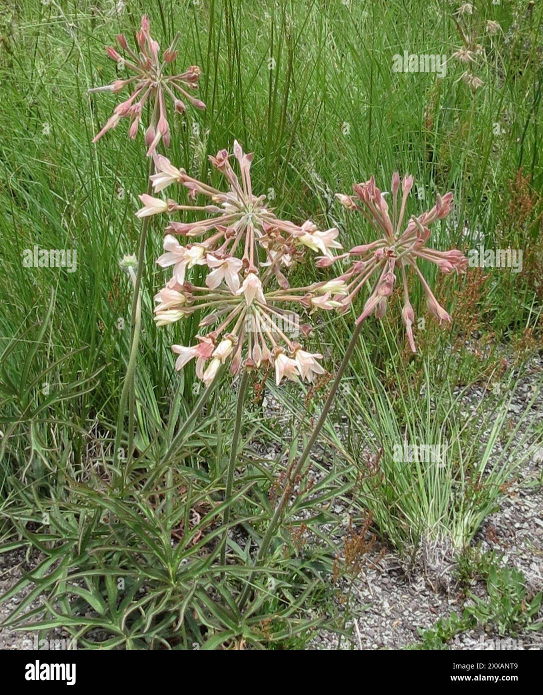 Lurid Storksbill (Pelargonium luridum) Plantae Stock Photo - Alamy